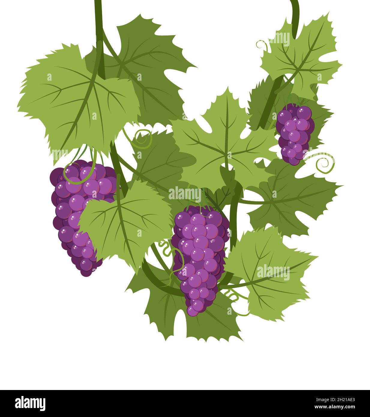 Large green vine Cut Out Stock Images & Pictures - Alamy