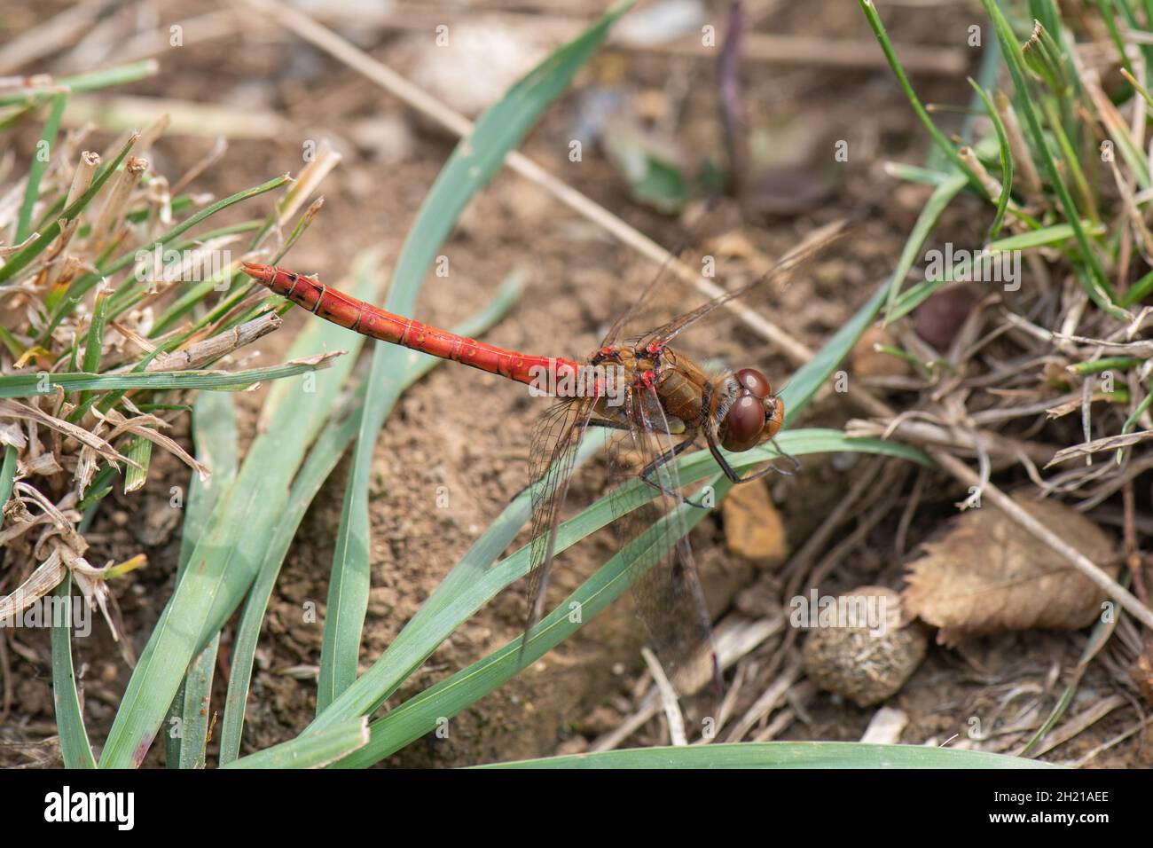 Common Darter dragonfly, (Sympetrum striolatum), Baston Fen Nature ...
