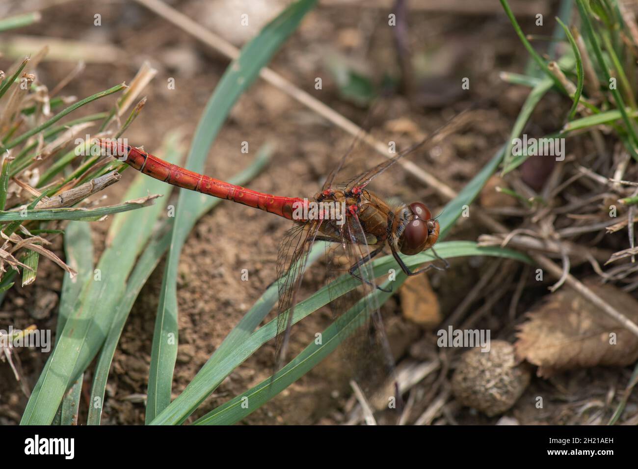 Common Darter dragonfly, (Sympetrum striolatum), Baston Fen Nature ...