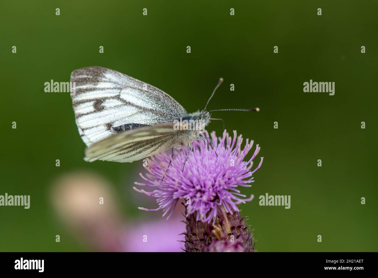 Green-veined white butterfly, (Pieris napi) on knapweed, Baston Fen ...