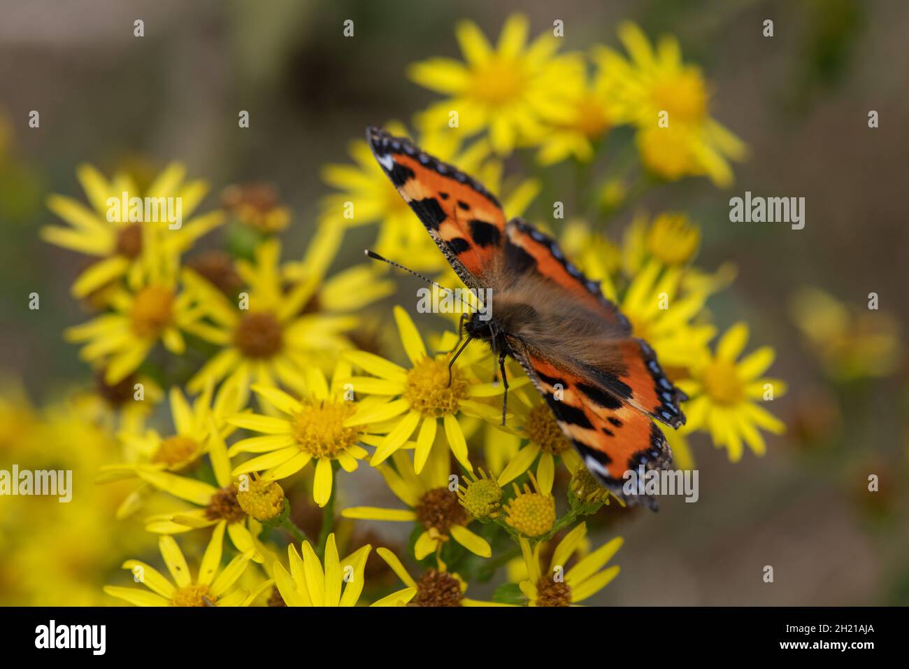 Fen ragwort uk hi-res stock photography and images - Alamy