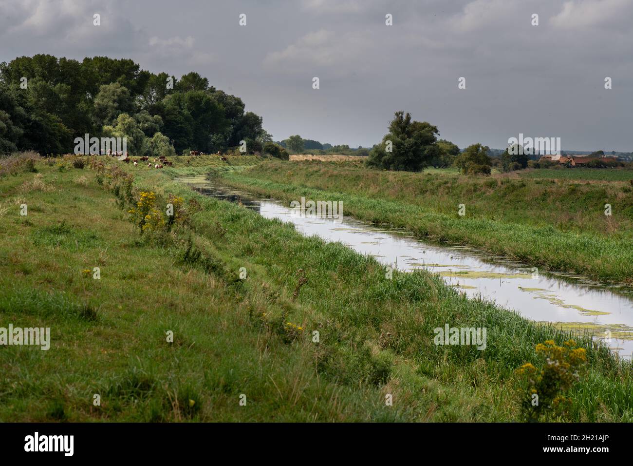 Baston Fen Nature Reserve, Lincolnshire, England, UK Stock Photo - Alamy