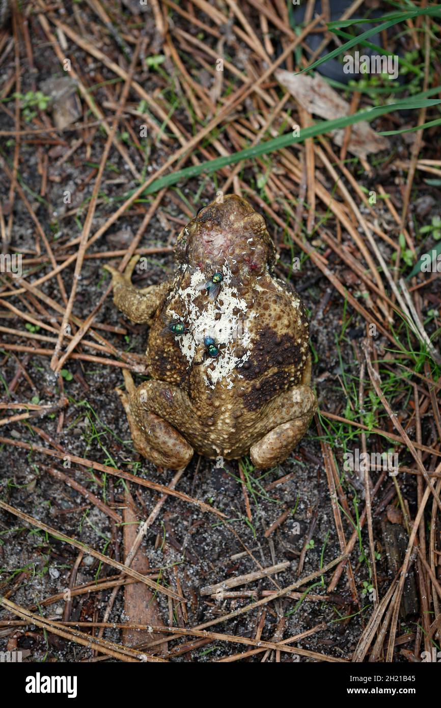 Back ground blurry hi-res stock photography and images - Alamy