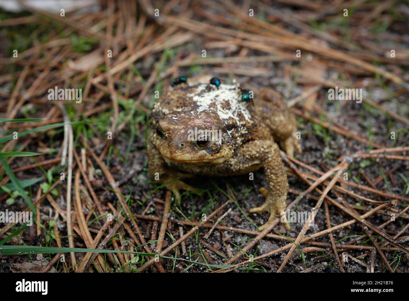 Toad with flies on its back on the ground in the forest Stock Photo - Alamy