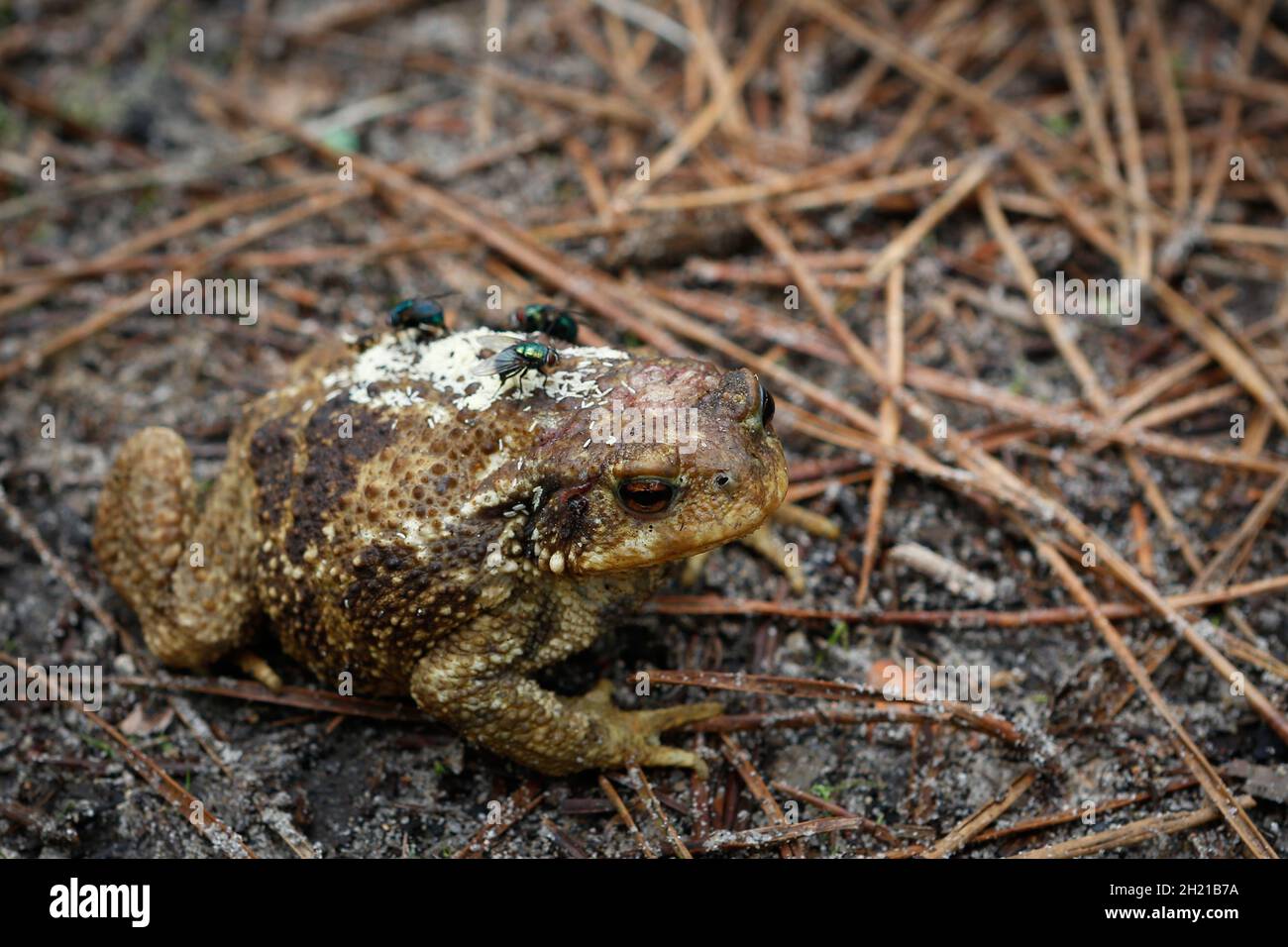 Flies on back hi-res stock photography and images - Alamy