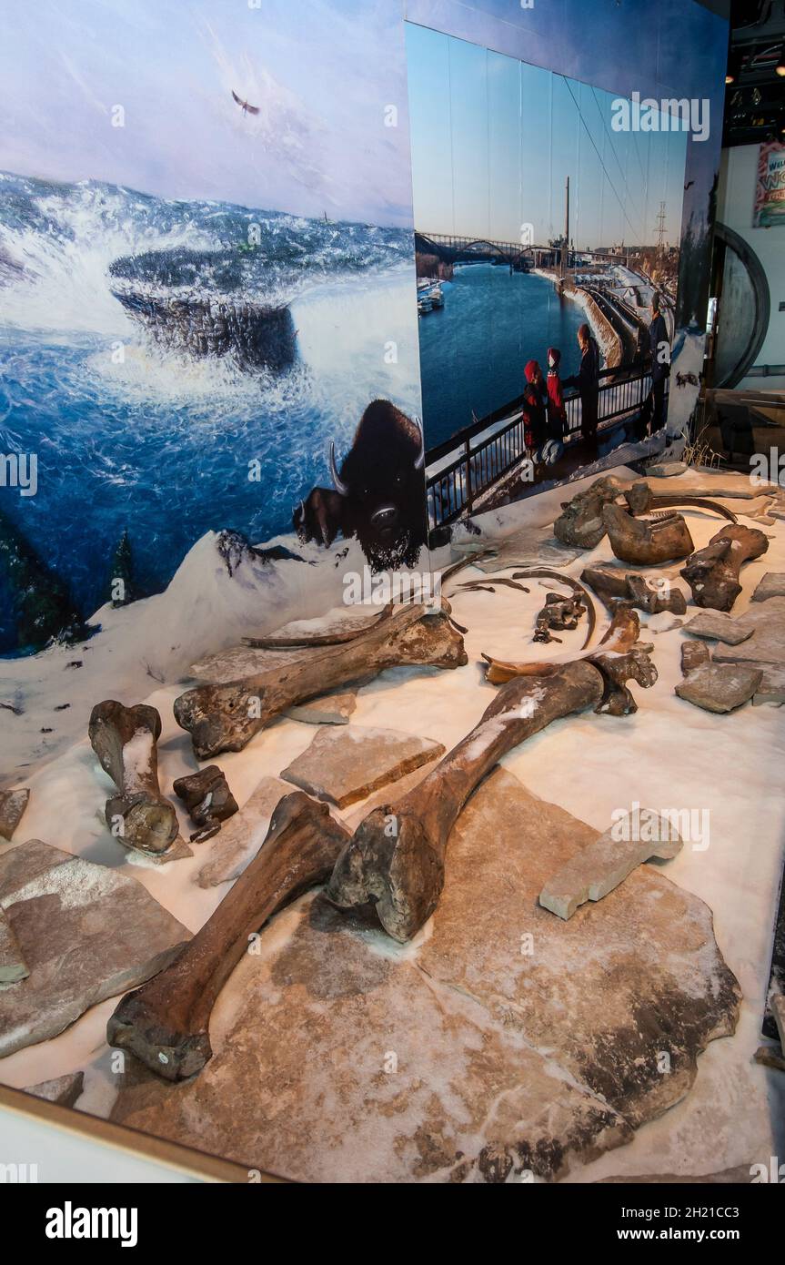Woolly mammoth skeleton hi-res stock photography and images - Alamy