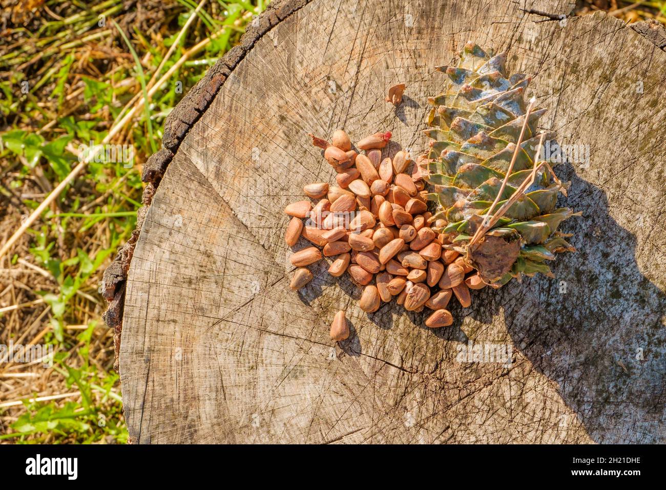 Pine nuts with a fresh pine cone soaked in resin on a tree stump ...