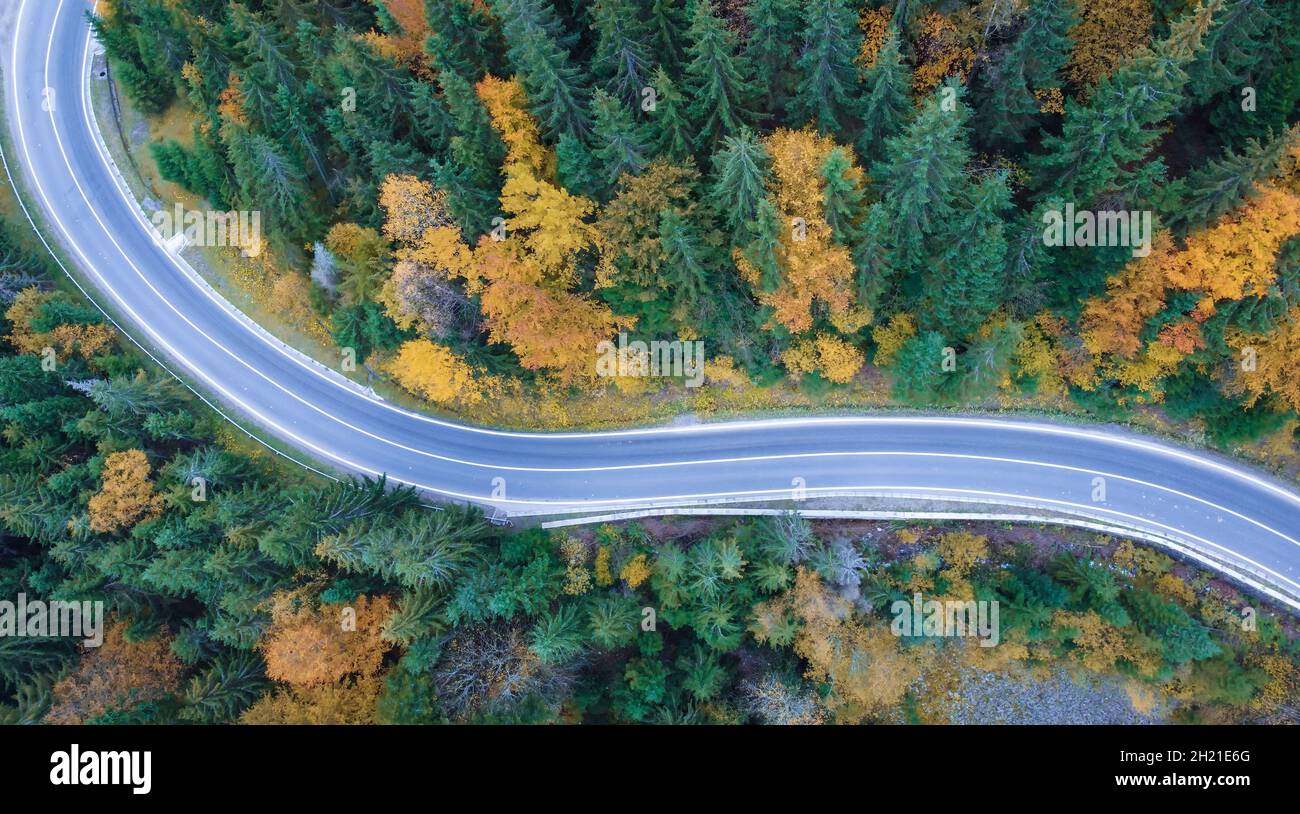 Aerial view of the road in a beautiful pine and deciduous forest. Drone ...