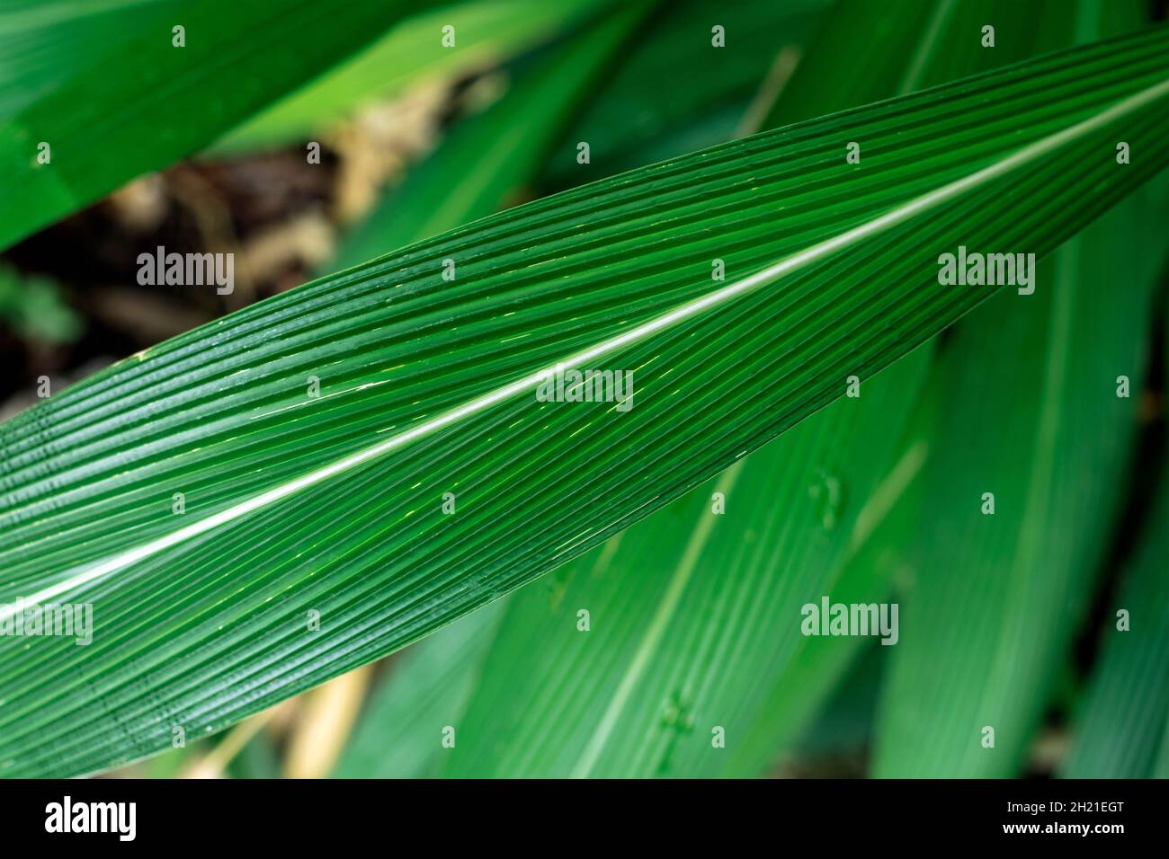 Long fresh green leaf, background, texture. Top view, close up Stock ...