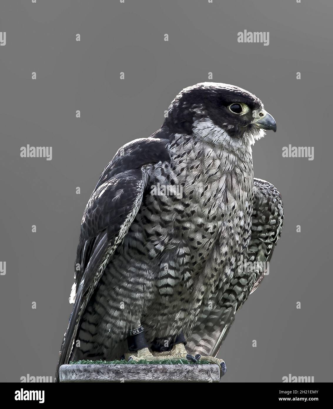 Closeup of birds face Stock Photo - Alamy