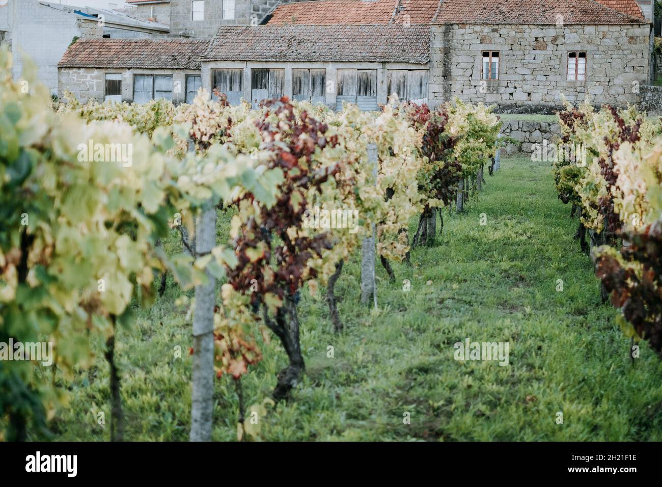 Scenic view of grape trees in a vineyard Stock Photo - Alamy