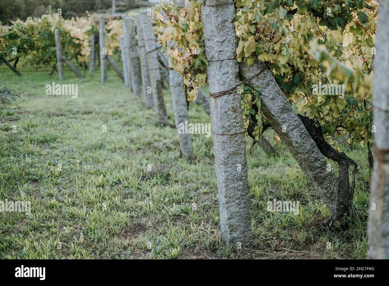 Scenic view of grape trees in a vineyard Stock Photo - Alamy