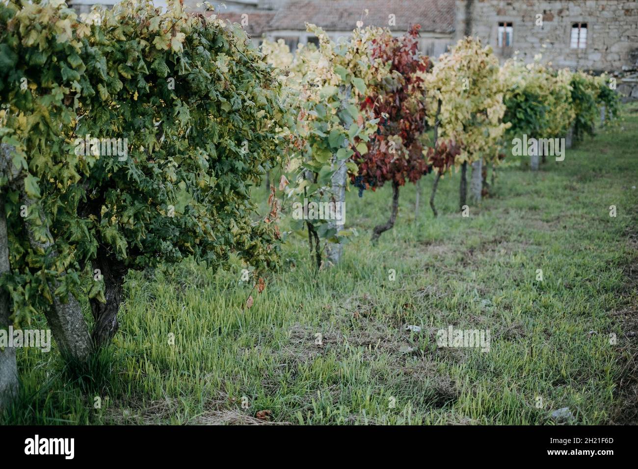 Scenic view of grape trees in a vineyard Stock Photo - Alamy
