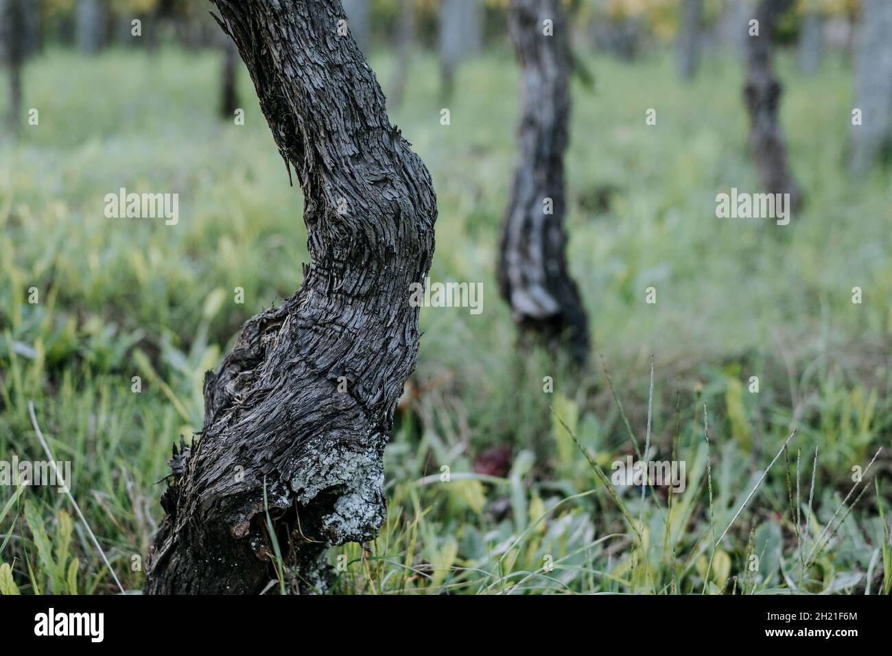 Closeup shot of a grape tree trunk in a vineyard on a blurred ...