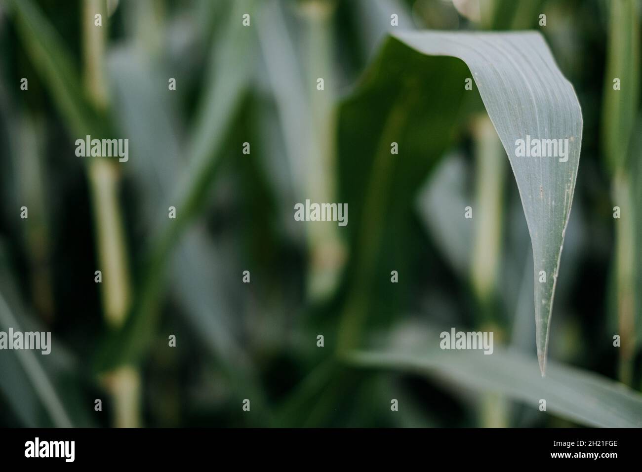 Closeup shot of a corn plant leaf on a blurred background Stock Photo ...