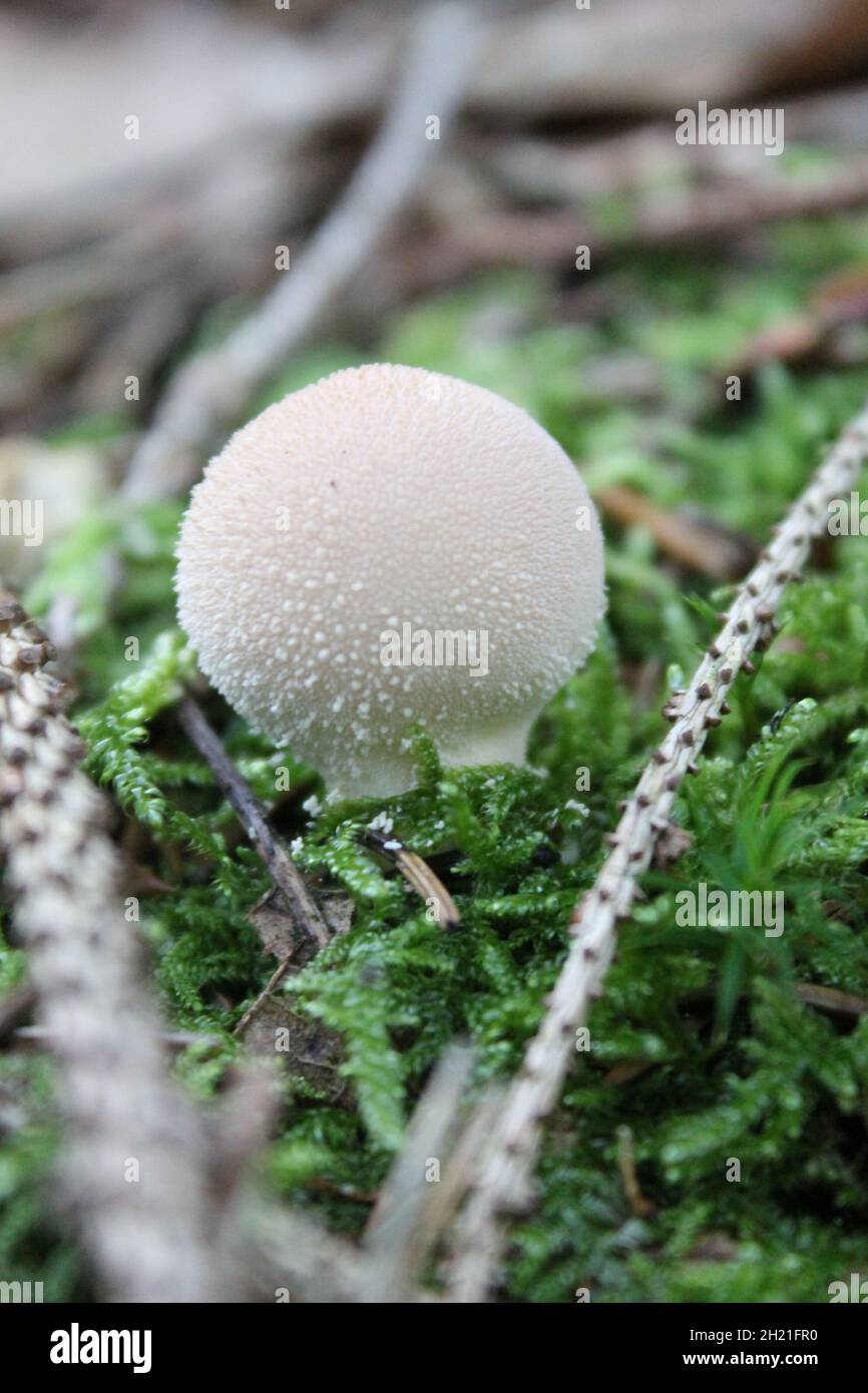 Wolf fart puffball hi-res stock photography and images - Alamy