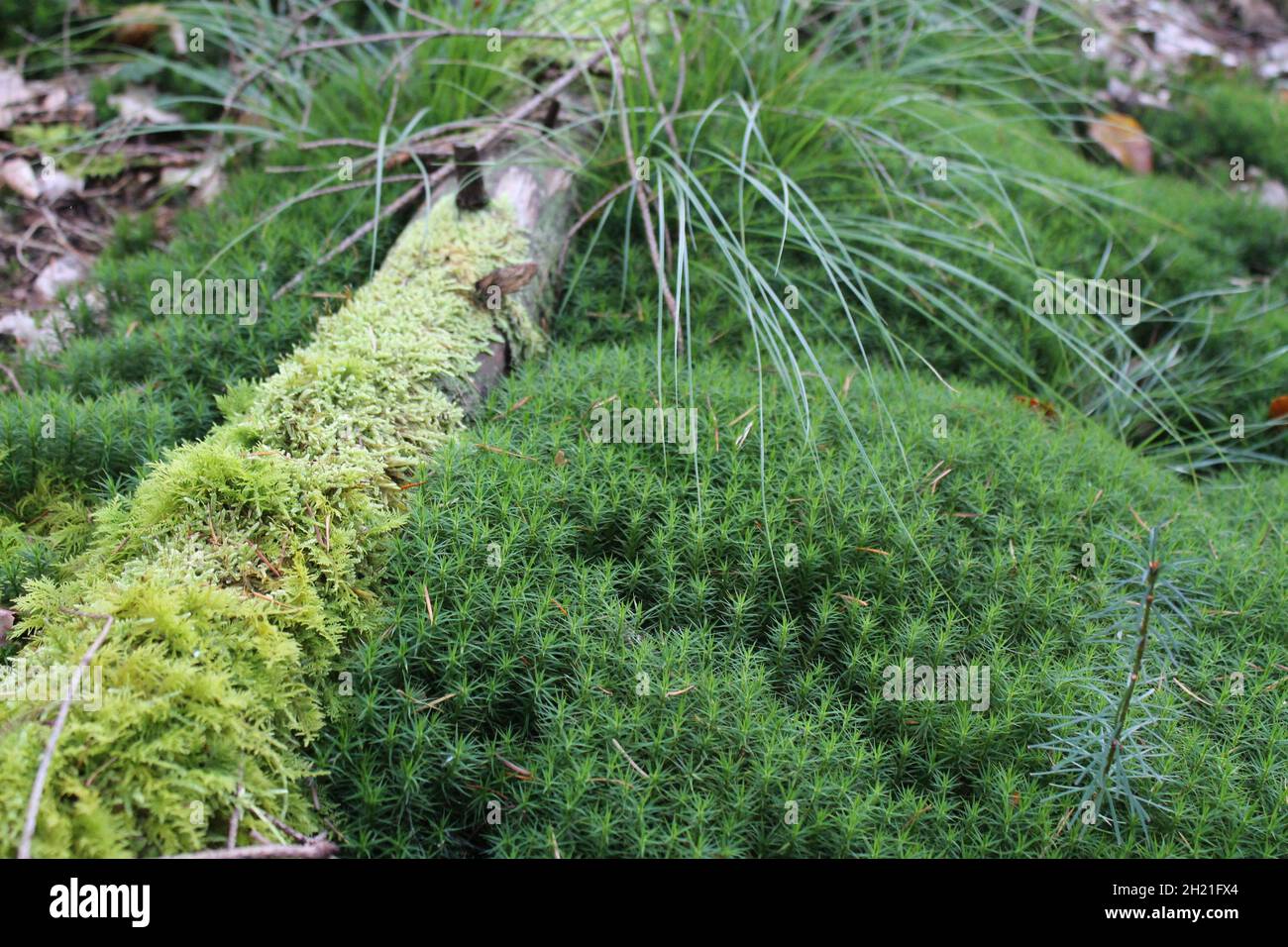 Moss and Grass in the Woods (Germany, Fall 2021 Stock Photo - Alamy