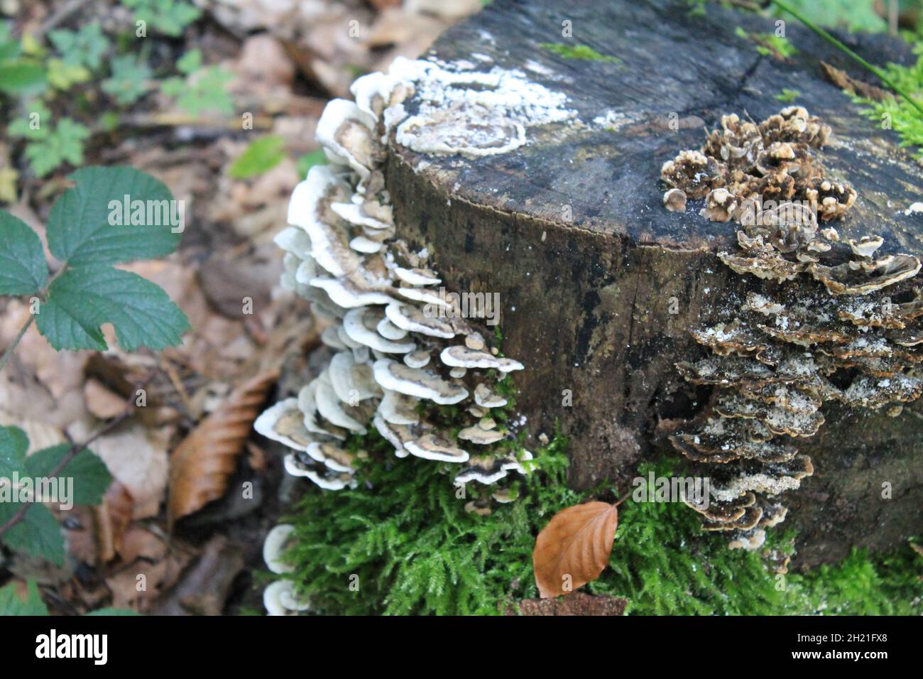 Polypore (tree mushrooms) on a autumn hike in the German woods Stock ...