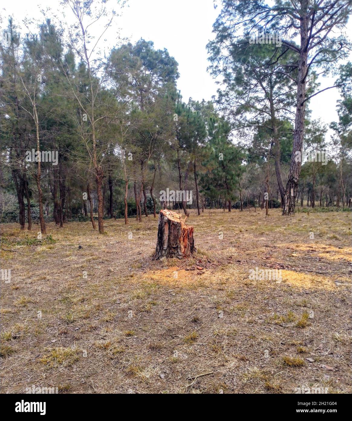 Cut Roots of Pine Tree In Jungle of Hamirpur India Stock Photo - Alamy