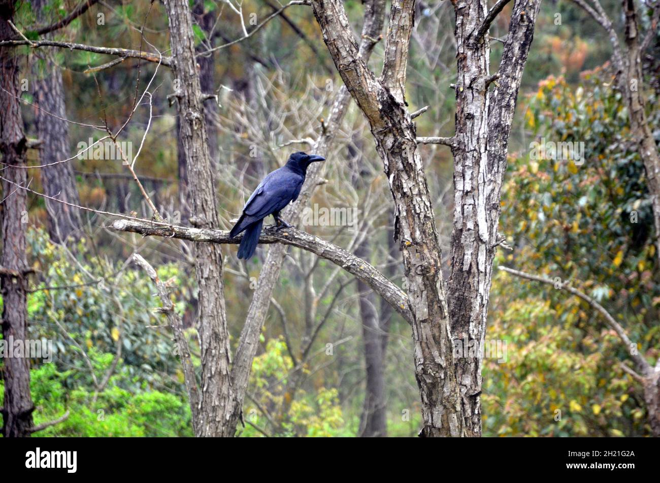 Crow on Branch of Pine Tree in Forest of Himachal Pradesh India Stock ...