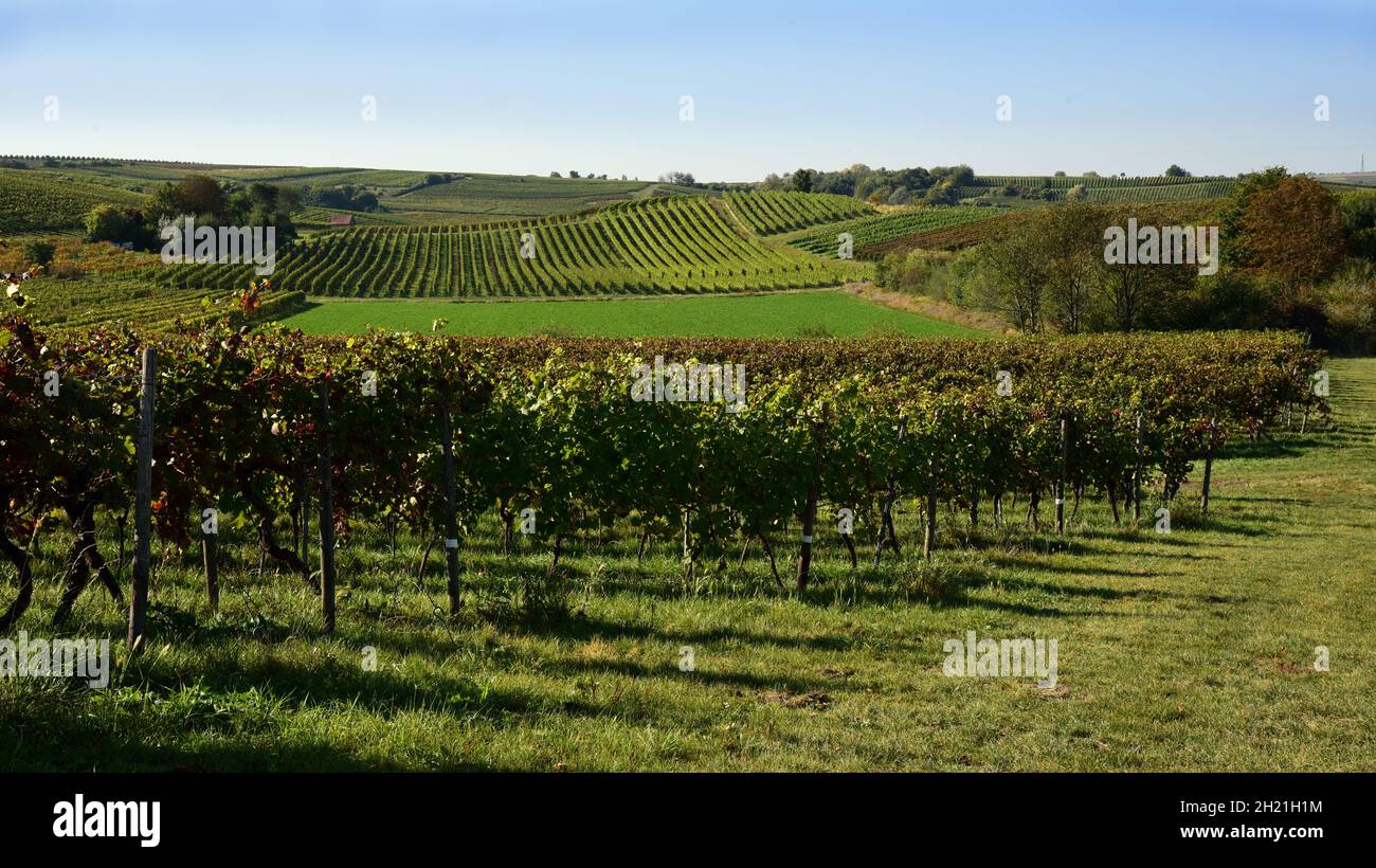 Vineyard landscape near the village of Saulheim, in the wine growing ...