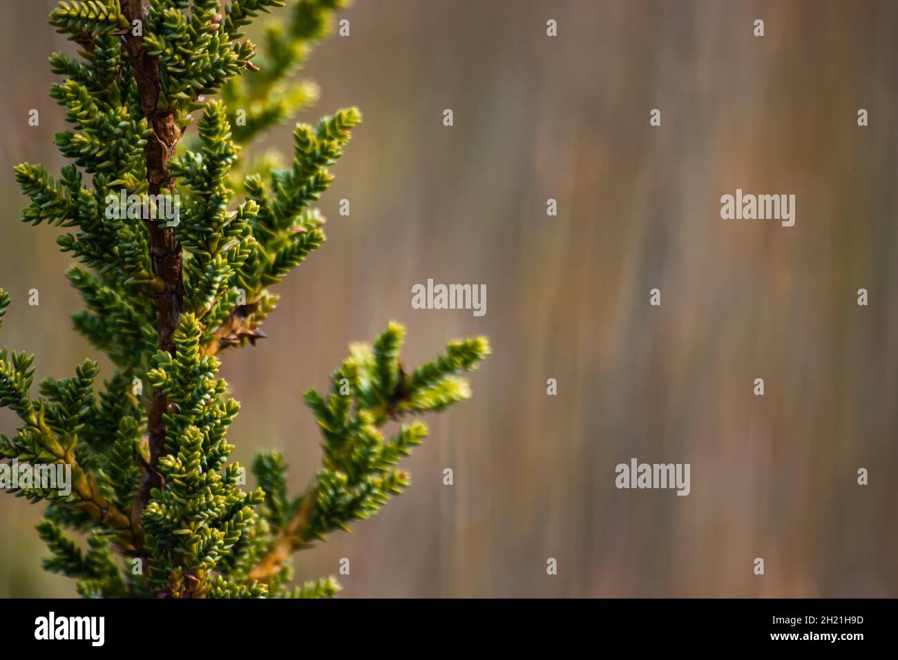 Closeup shot of green tree needles for wallpaper and background Stock ...