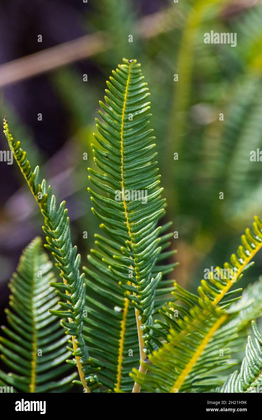 Vertical shot of green leaves for wallpaper and background Stock Photo ...
