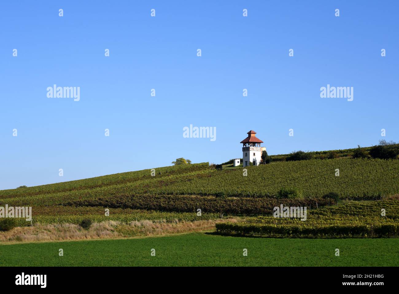 Saulheim vineyard landscape with sightseeing tower Stock Photo - Alamy