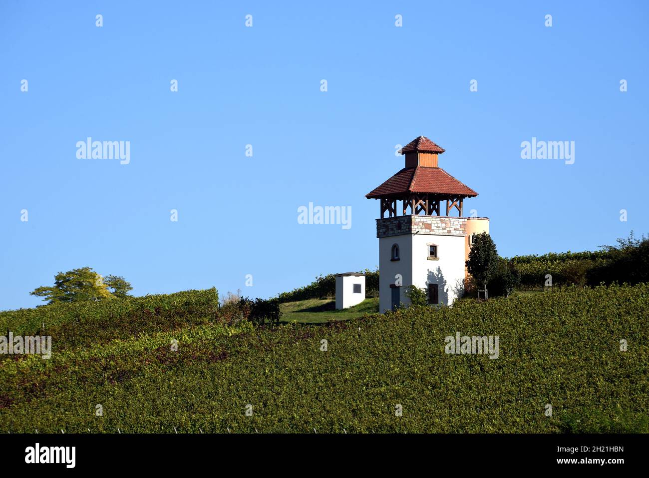 Saulheim vineyard landscape with sightseeing tower Stock Photo - Alamy