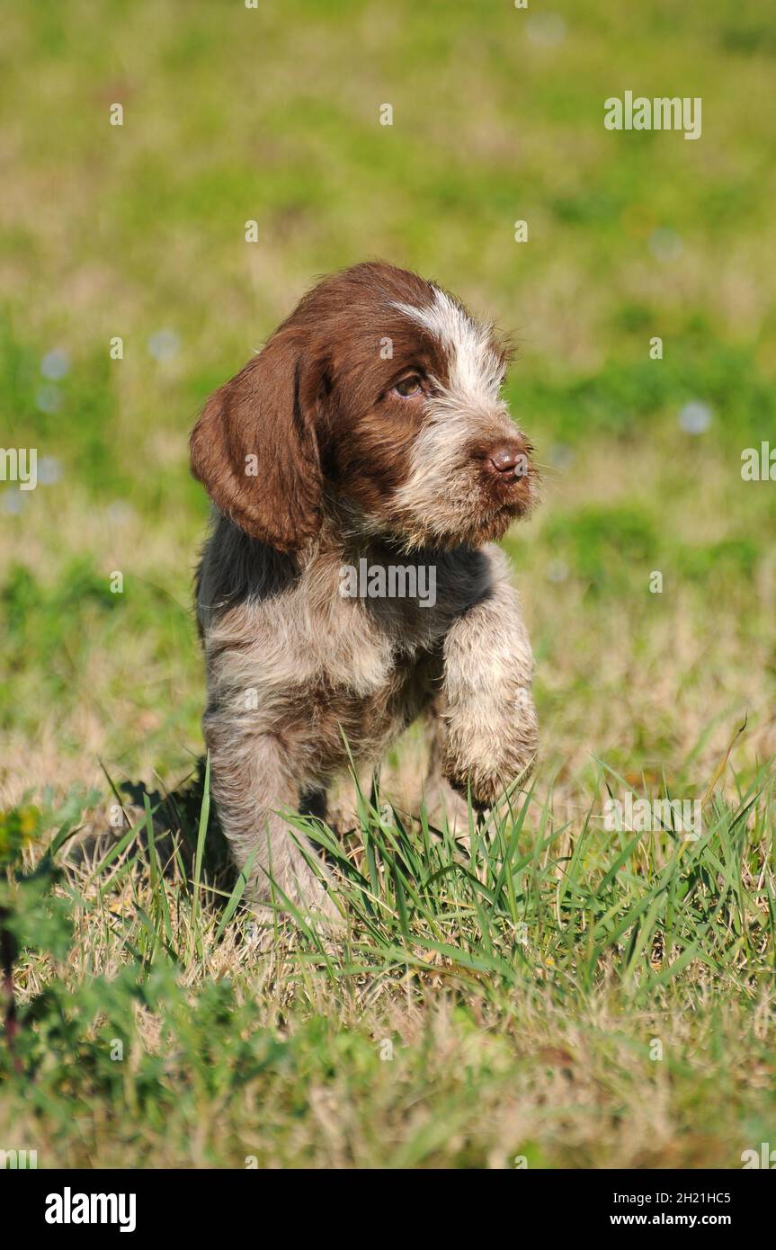 Vertical closeup of a typical hunting dog, Spinone Italiano dog Stock ...