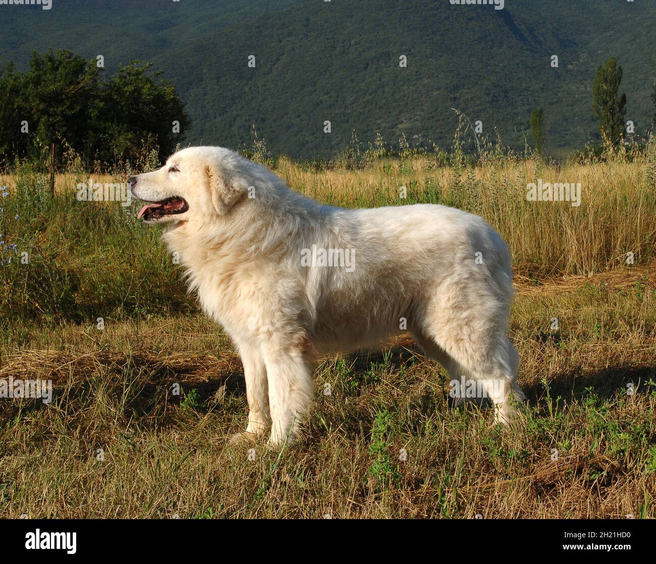 Maremma dog hi-res stock photography and images - Alamy