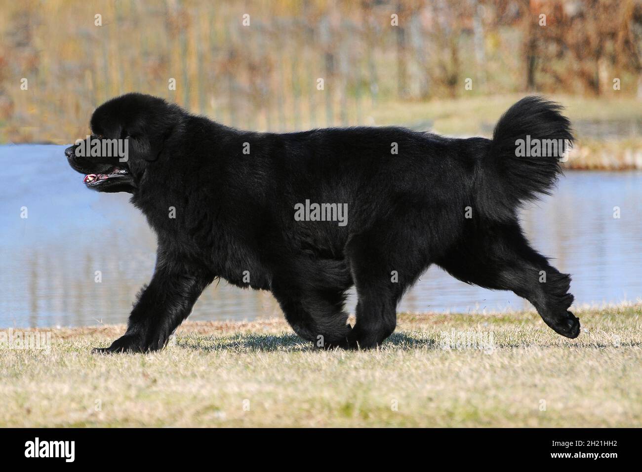 Newfoundland dog running hi-res stock photography and images - Alamy