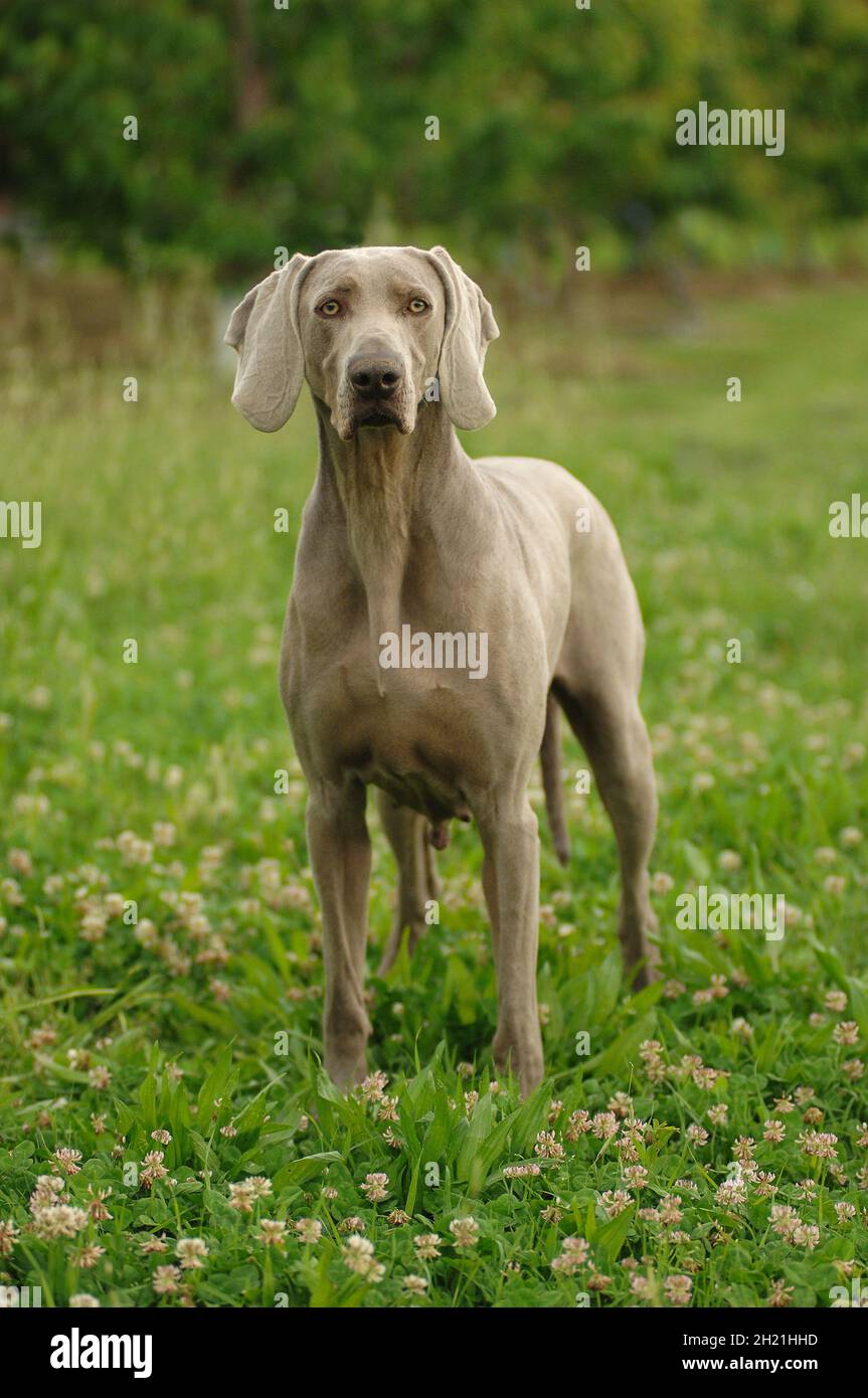 Hunting Weimaraner dog during the daytime Stock Photo - Alamy