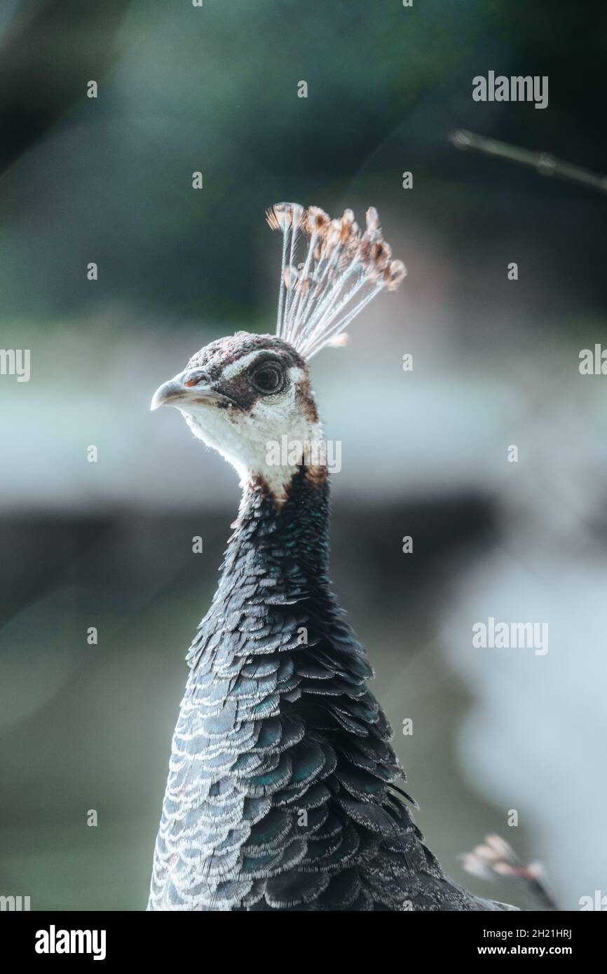 Vertical shot of a cute peacock with beautiful feathers Stock Photo - Alamy