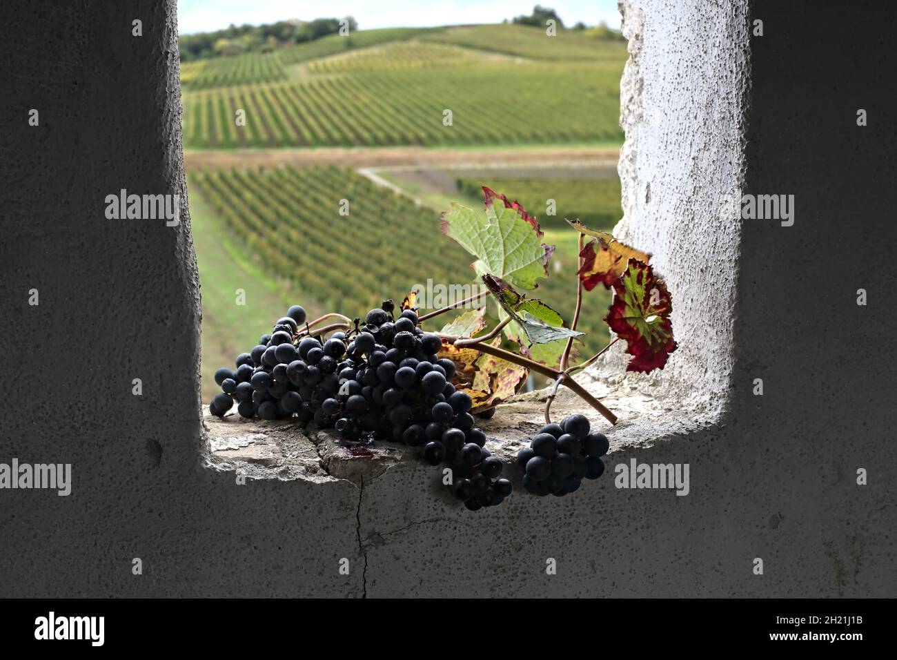 Bunch of red grapes on a window sill overlooking vineyard landscape ...