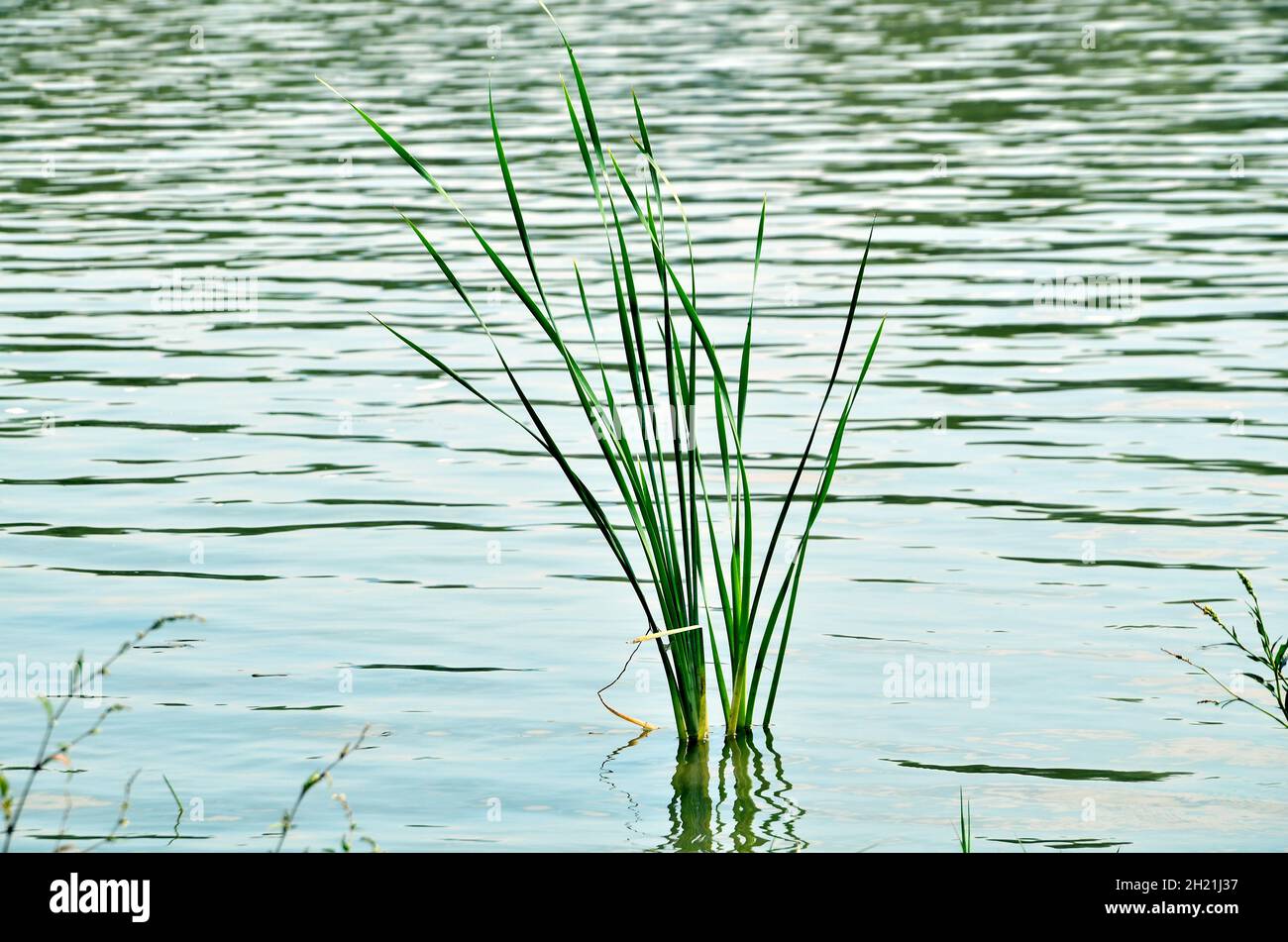 Nadaun hi-res stock photography and images - Alamy