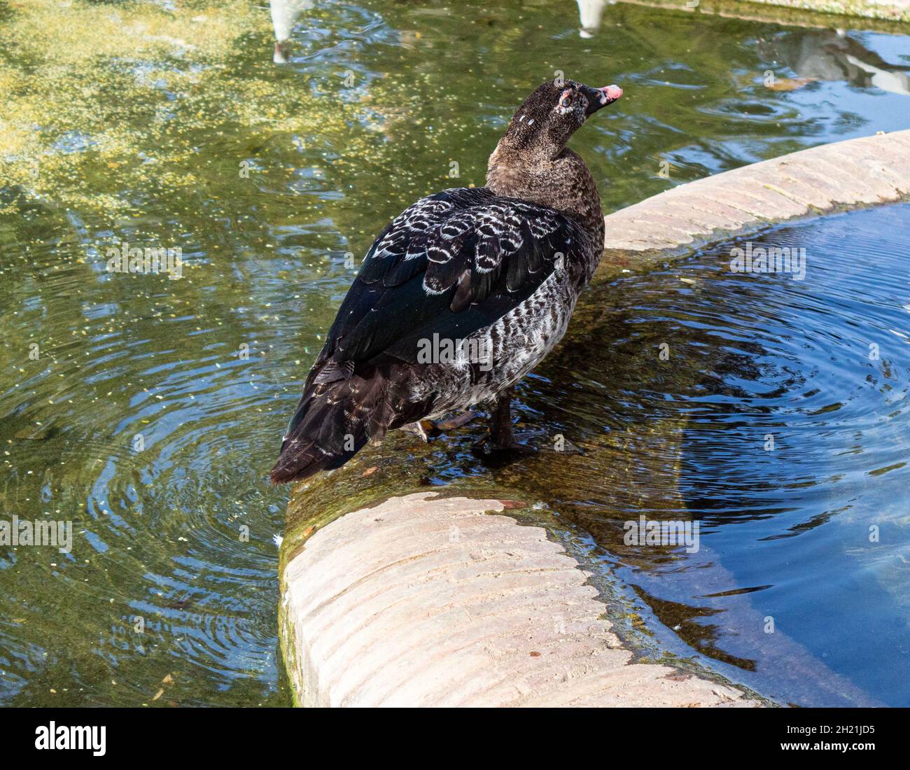 Closeup shot of a duck near a pond outdoors Stock Photo - Alamy