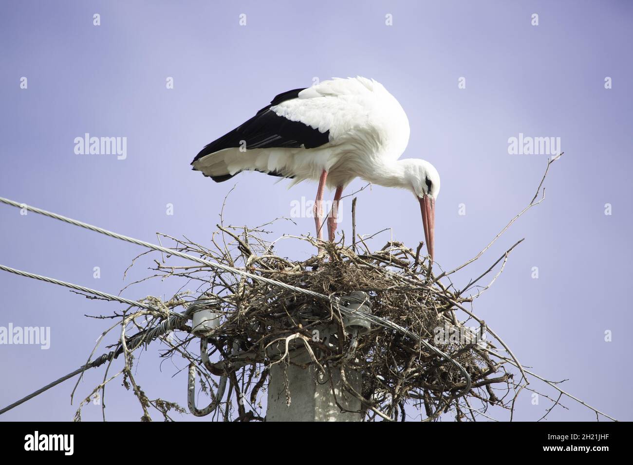 Stork nesting on an electric post on a sunny day Stock Photo - Alamy