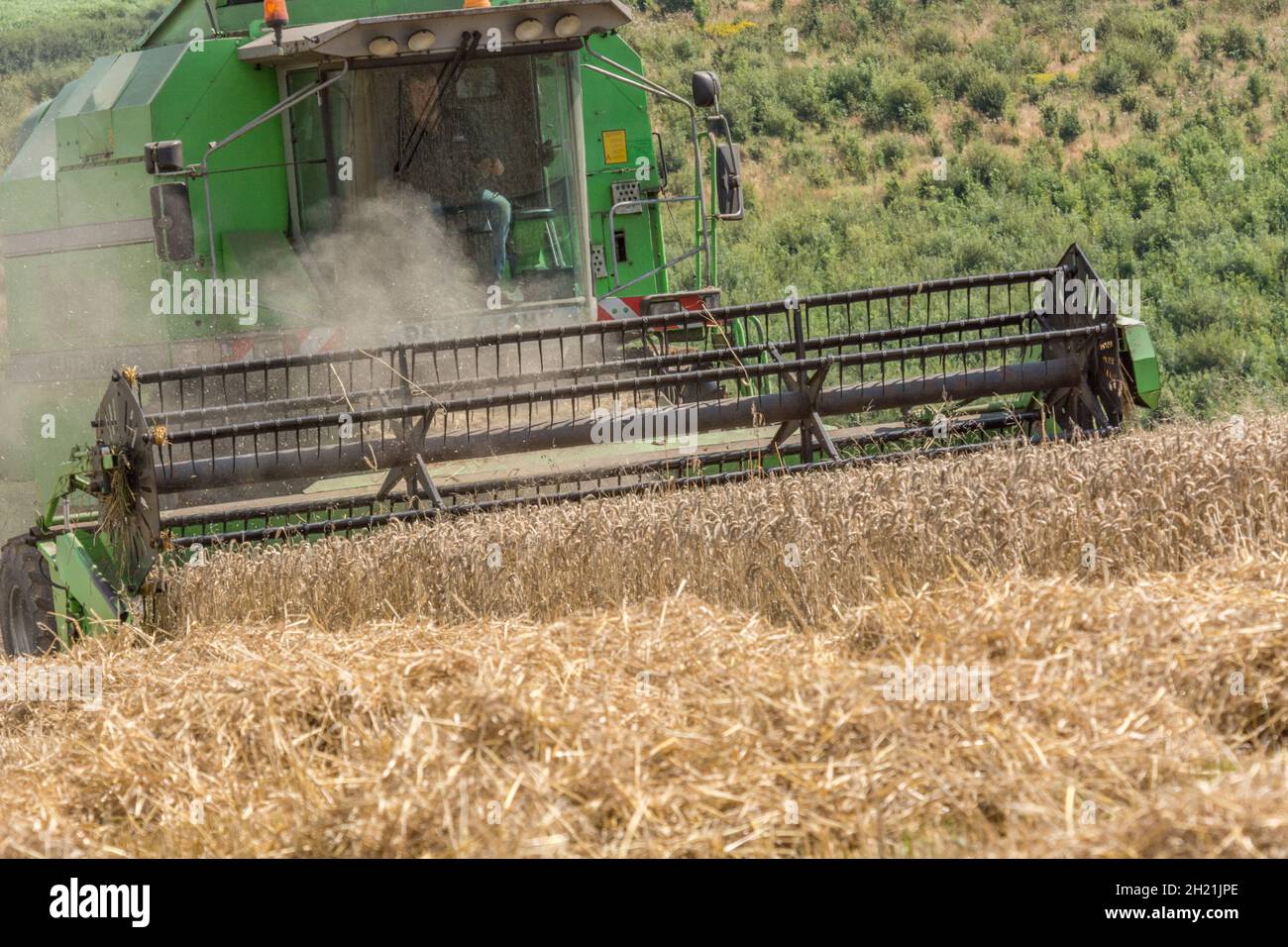 Combine harvester cutting ripe wheat crop - on sloping ground / field ...