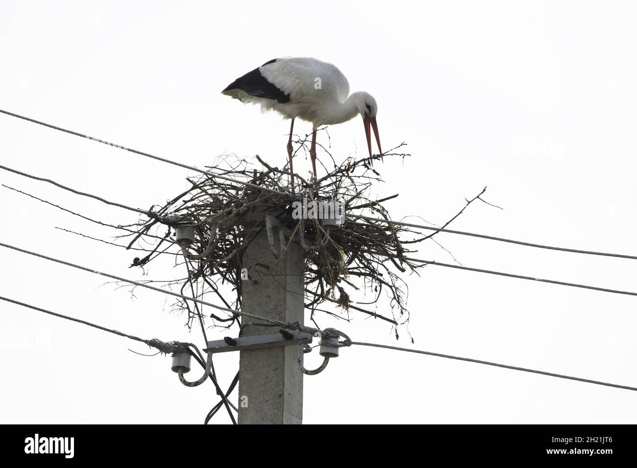 Wildlife electricity Cut Out Stock Images & Pictures - Alamy