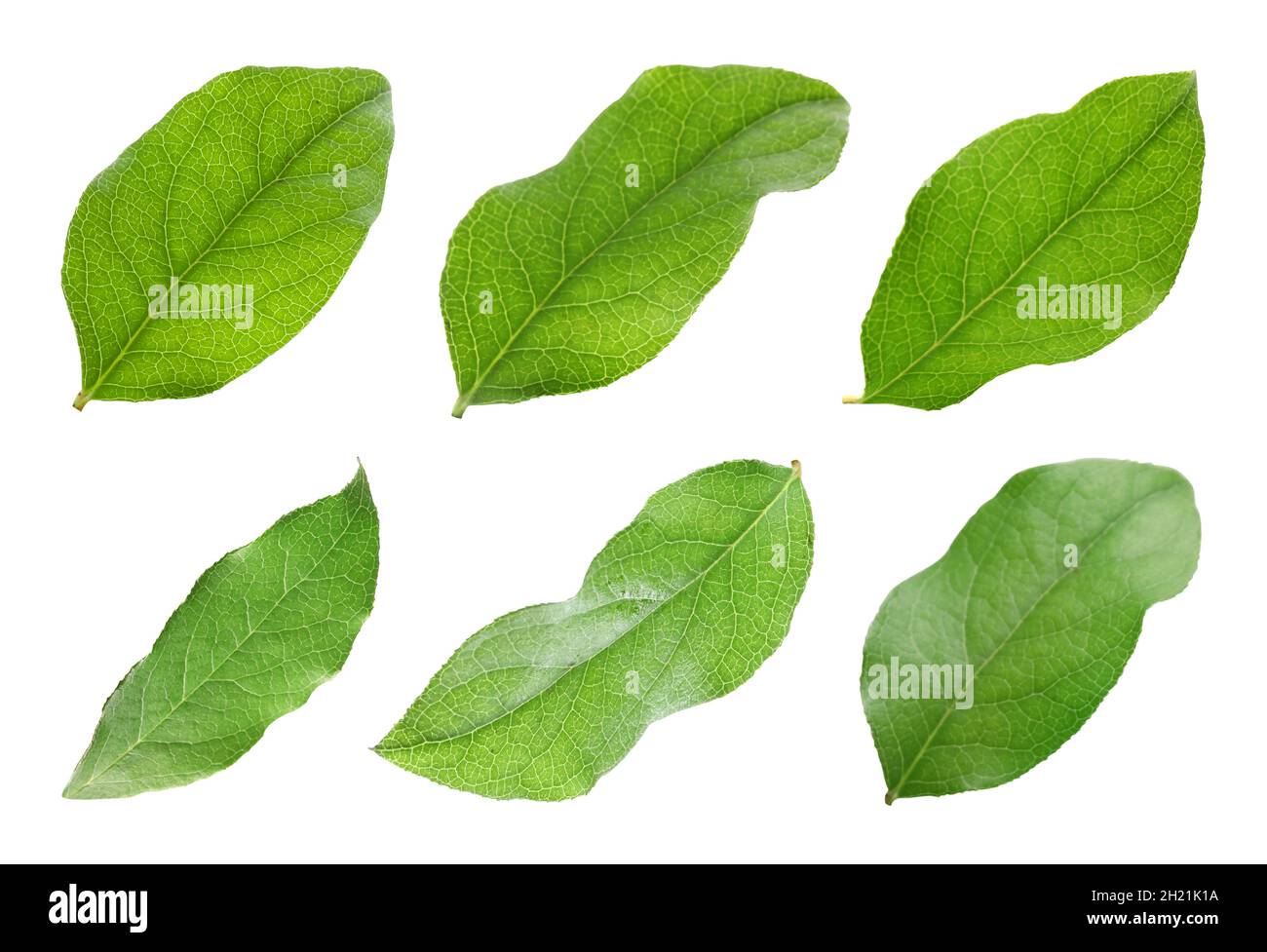 Set with green apple tree leaves on white background Stock Photo - Alamy
