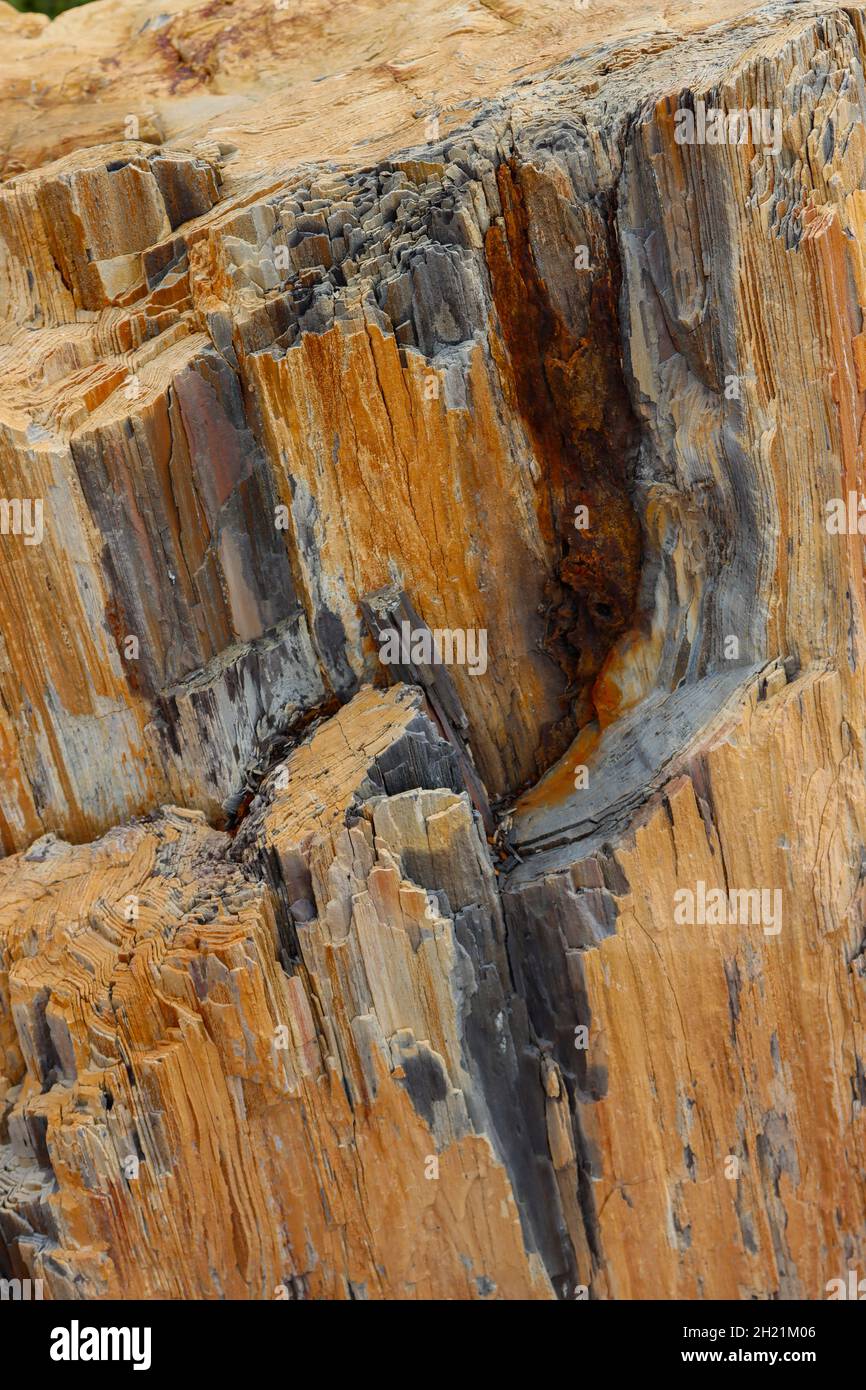 Fossil Tree Stump High Resolution Stock Photography and Images - Alamy