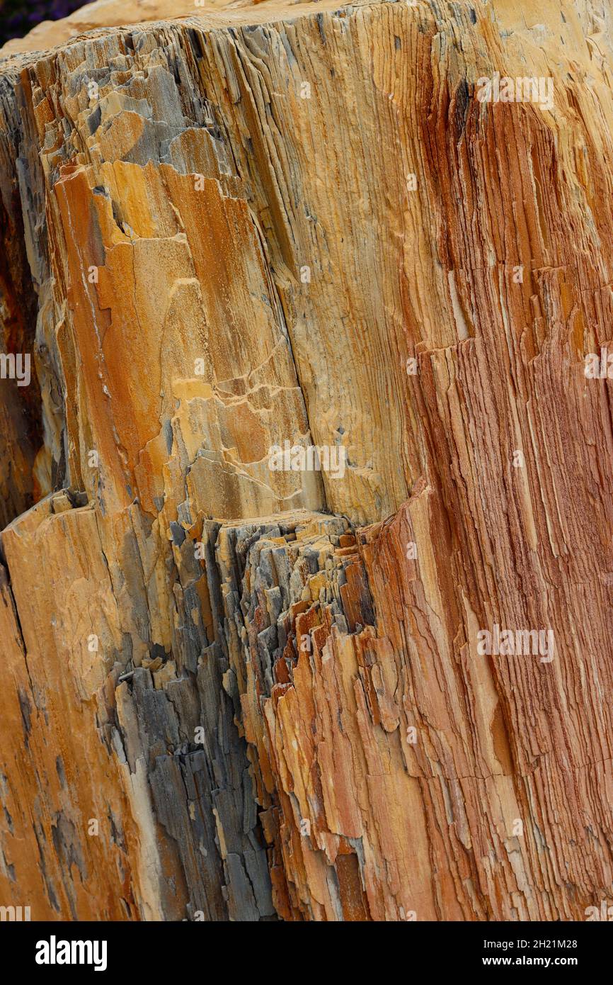 Fossil tree stump hi-res stock photography and images - Alamy