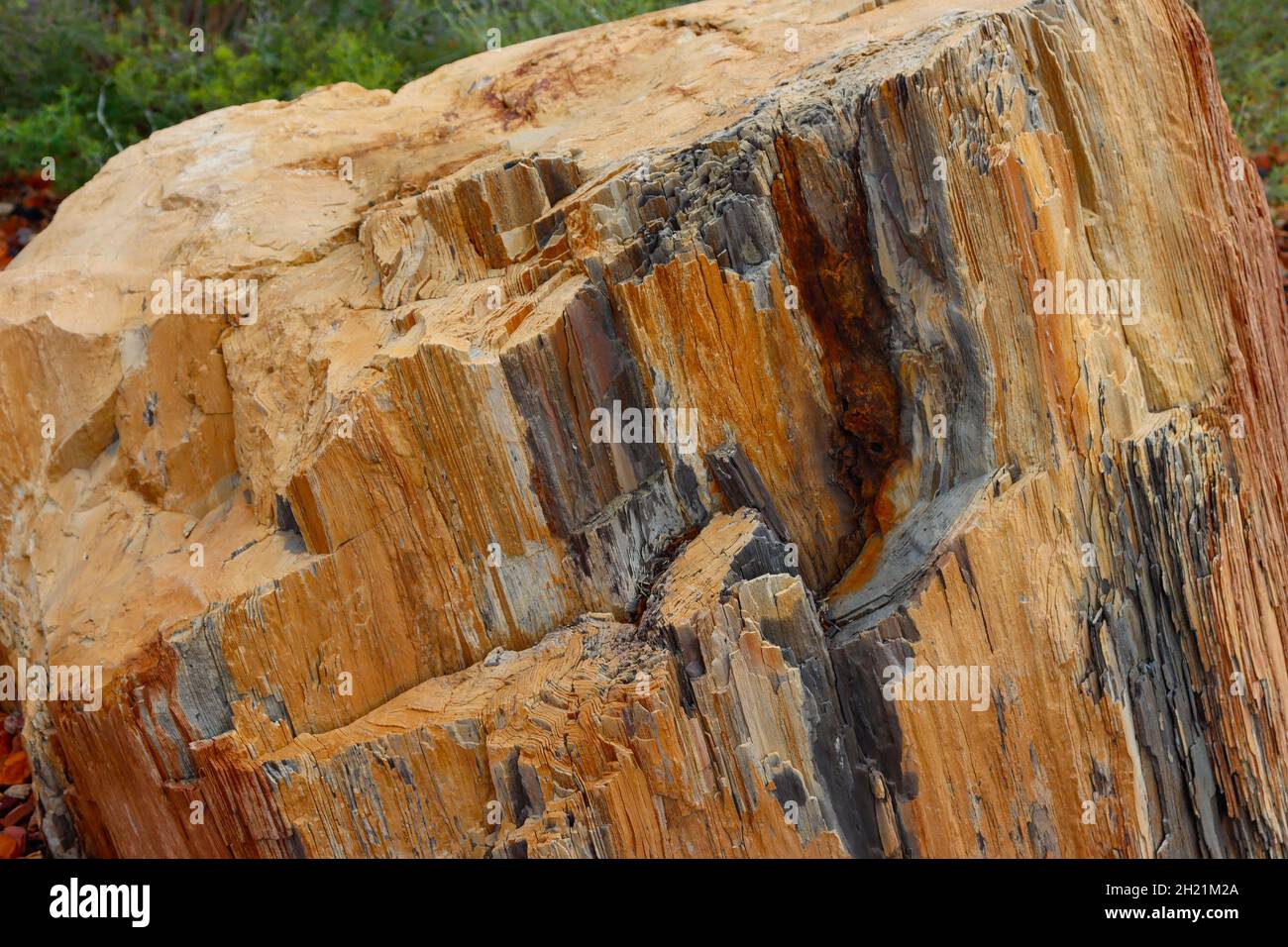 Fossil tree stump hi-res stock photography and images - Alamy