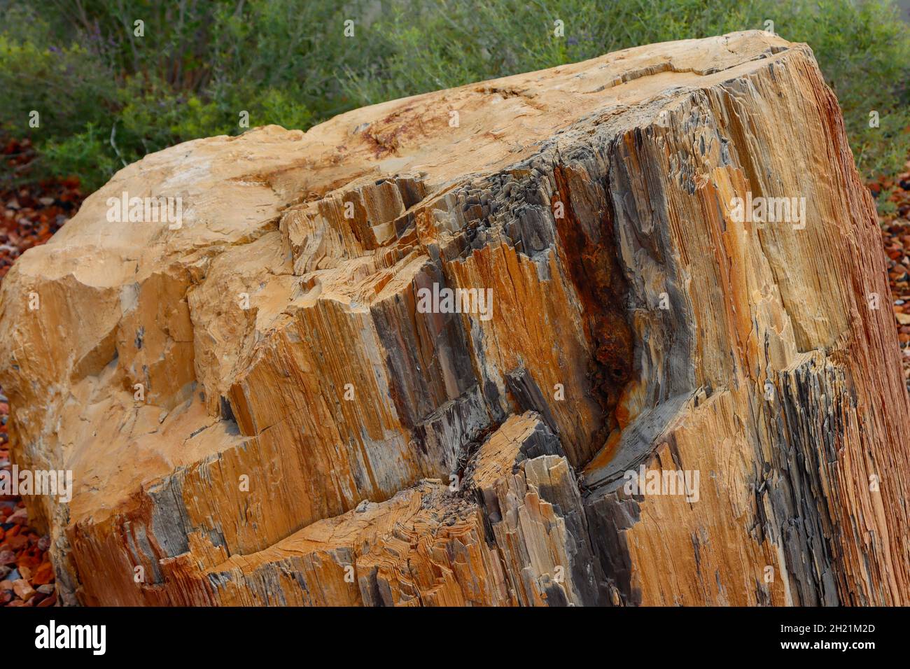 Fossil tree stump hi-res stock photography and images - Alamy