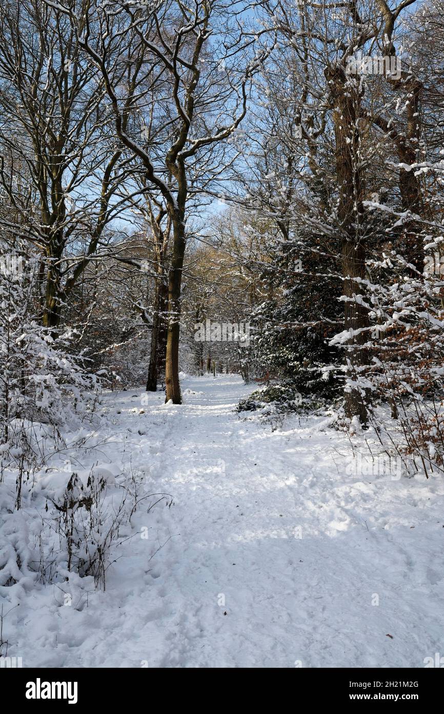 Winter snow scene in Ecclesall Woods at Millhouses Sheffield England ...