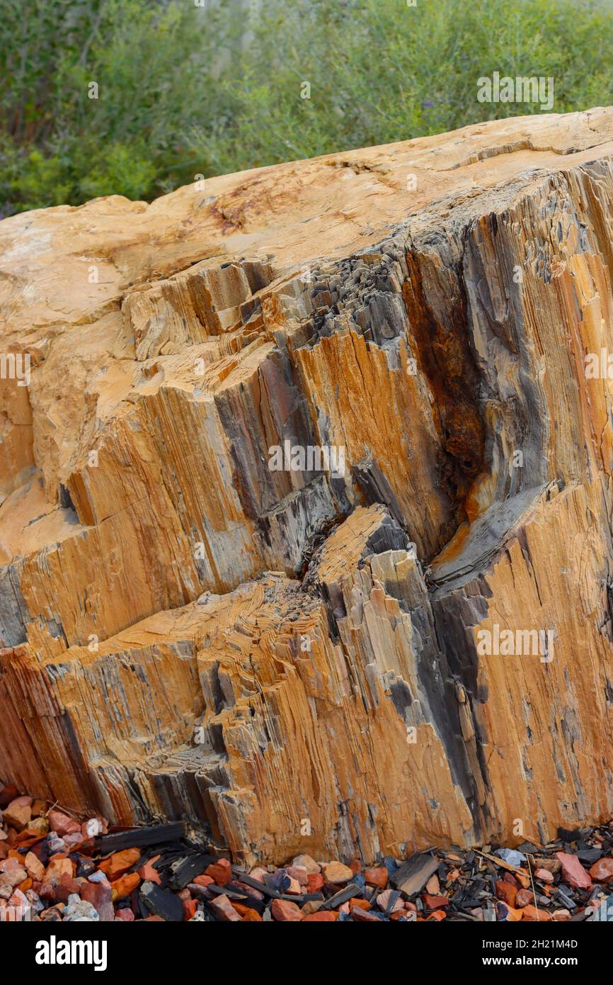 Fossil tree stump hi-res stock photography and images - Alamy