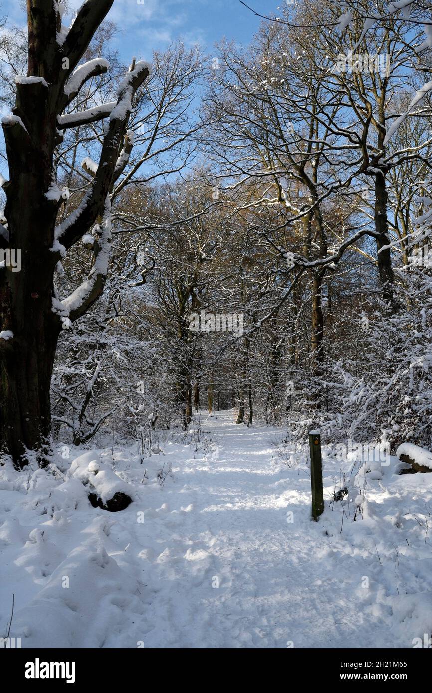 Winter snow scene in Ecclesall Woods at Millhouses Sheffield England ...