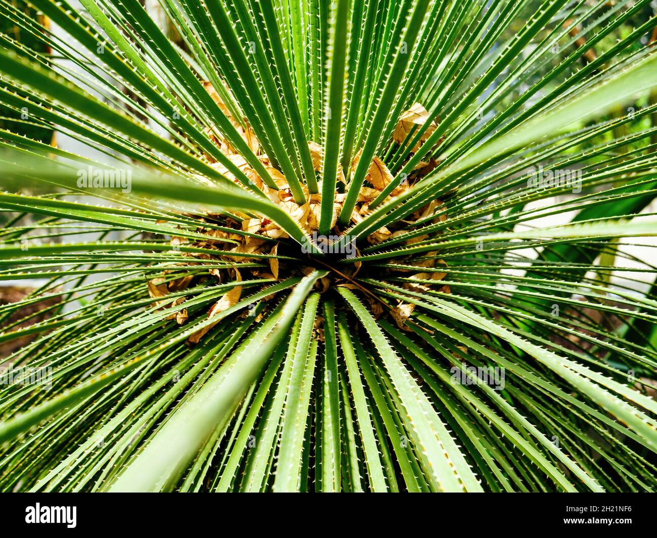 tropical plant with multiple branches Stock Photo - Alamy