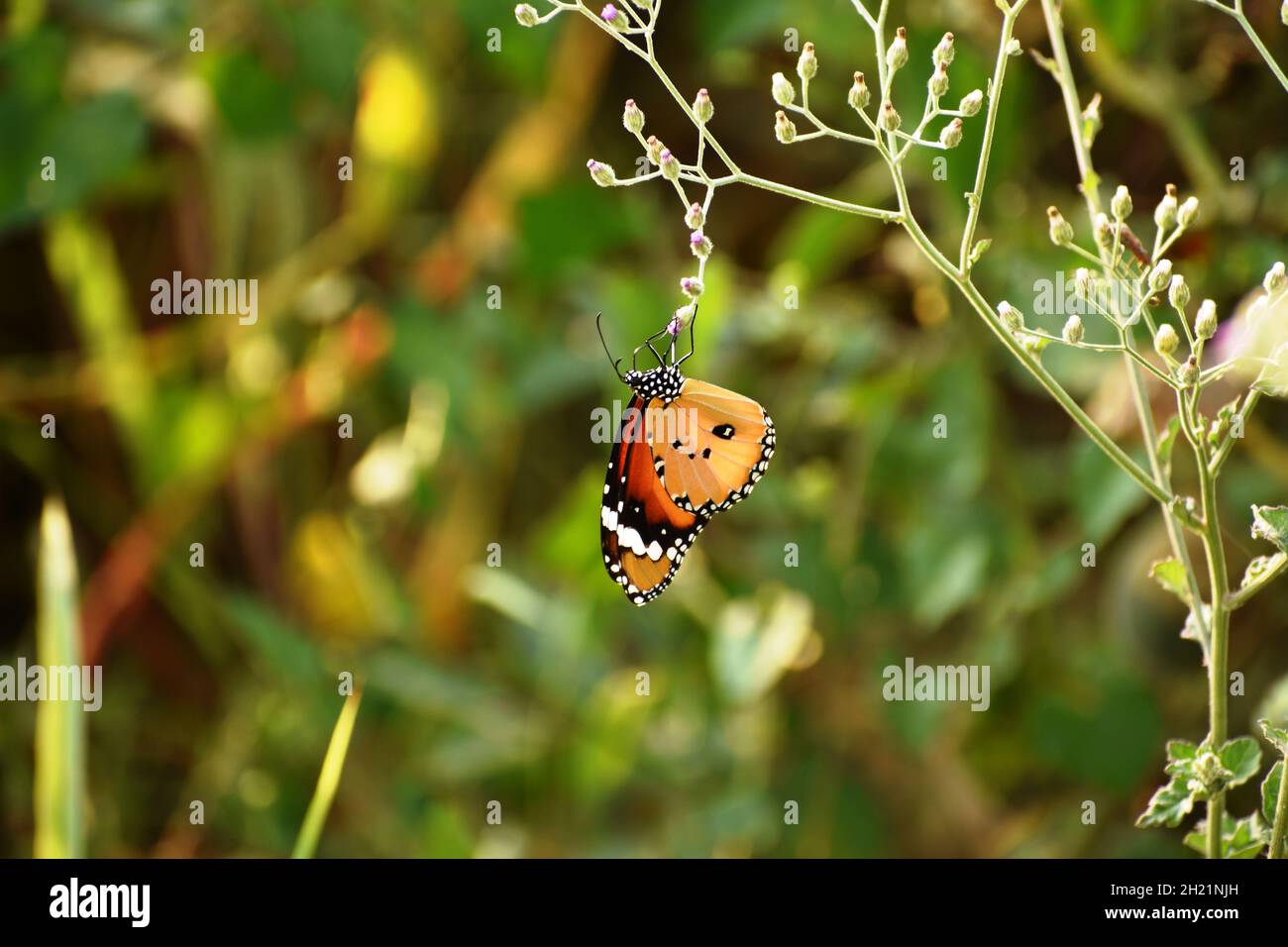 Beautiful closeup shot of a Common tiger butterfly (danaus genutia ...